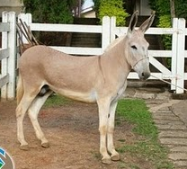 Blog do Pêga: Raças de Jumentos – Parte 1